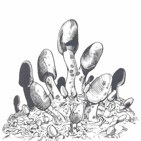 Zygom | Forgotten Realms Wiki | Fandom