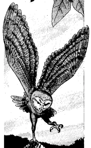 Owl | Forgotten Realms Wiki | Fandom