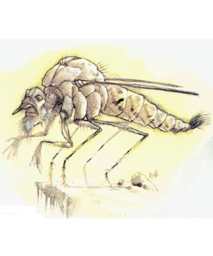 Chasme | Forgotten Realms Wiki | Fandom