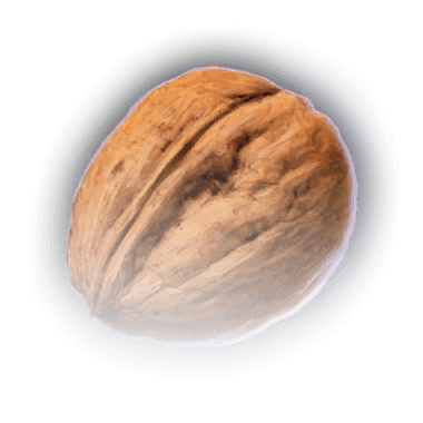 Walnut | Forgotten Realms Wiki | Fandom