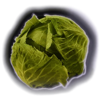 Cabbage | Forgotten Realms Wiki | Fandom