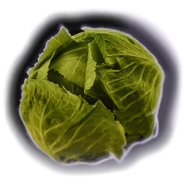 Cabbage | Forgotten Realms Wiki | Fandom