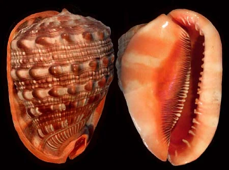 Red helmet | Forgotten Realms Wiki | Fandom