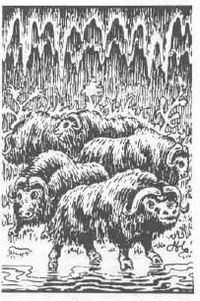 Rothé | Forgotten Realms Wiki | Fandom