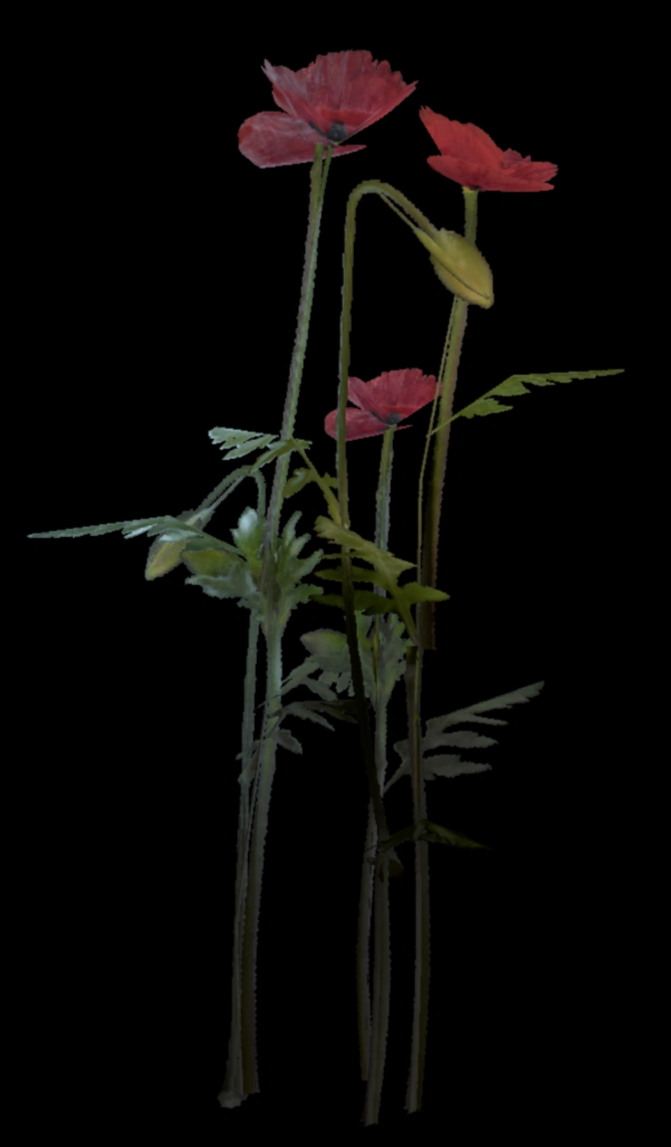 Poppy | Forgotten Realms Wiki | Fandom