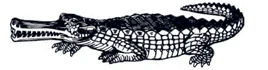 Crocodile | Forgotten Realms Wiki | Fandom