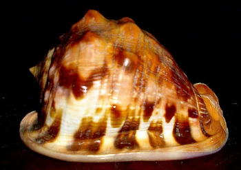 Flame helmet | Forgotten Realms Wiki | Fandom