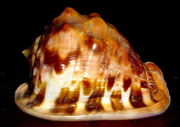 Flame helmet | Forgotten Realms Wiki | Fandom