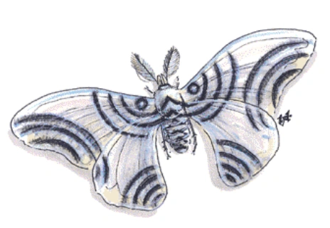 Gloomwing moth | Forgotten Realms Wiki | Fandom
