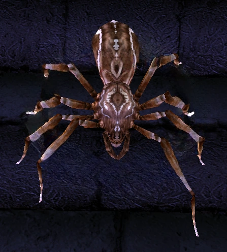 Swarmhorde spider | Forgotten Realms Wiki | Fandom