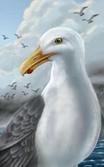 Sea gull | Forgotten Realms Wiki | Fandom