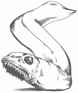 Land lamprey | Forgotten Realms Wiki | Fandom