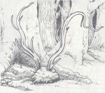 Whipweed | Forgotten Realms Wiki | Fandom