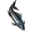 Herring | Forgotten Realms Wiki | Fandom