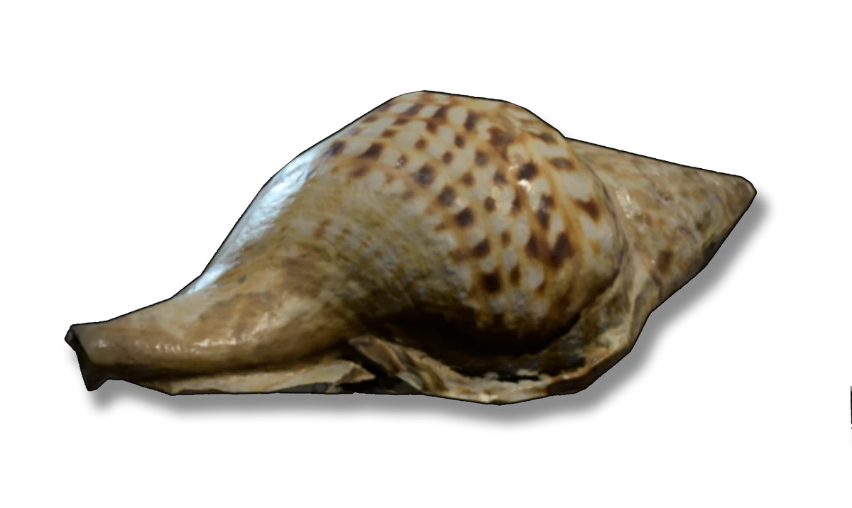 Conch | Forgotten Realms Wiki | Fandom