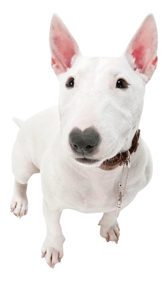 Dog Sunday | Forsaken AR Wiki | Fandom