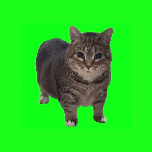 OIIA OIIA (Spinning Cat) | Fortnite Wiki | Fandom