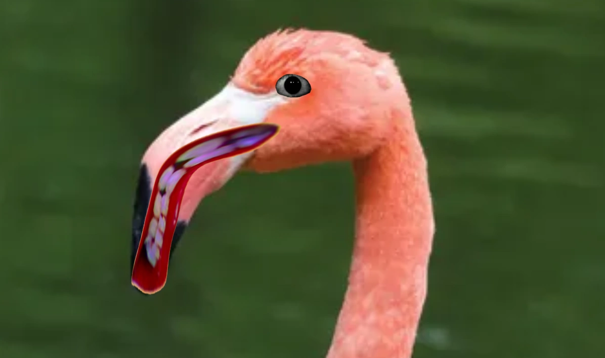 Flamingo without an "" | FOS Wiki | Fandom