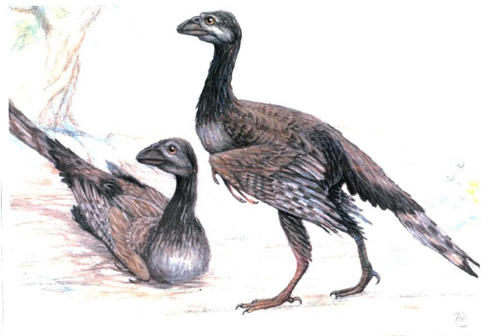 Enantiornis | Fossil Wiki | Fandom