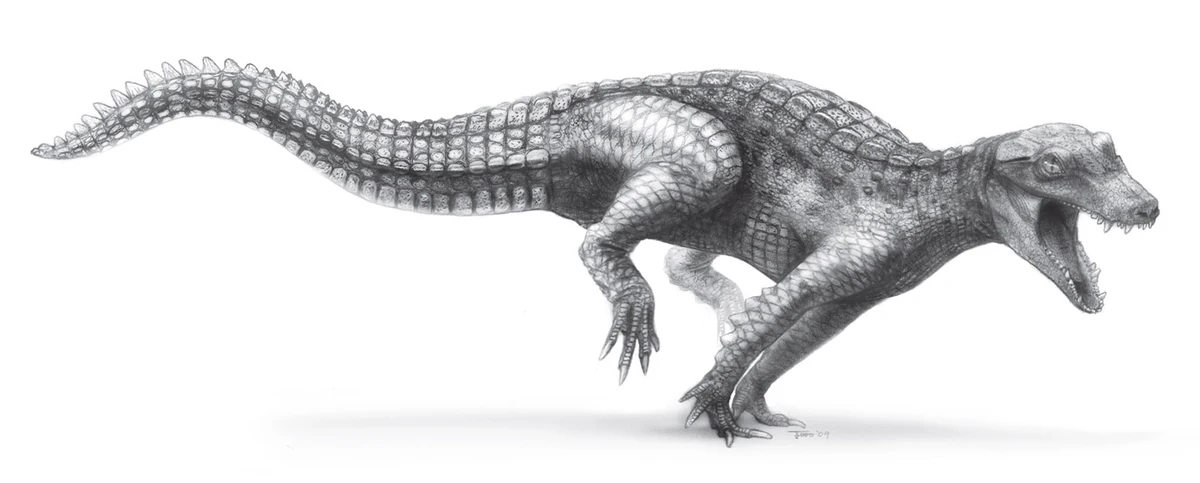 Araripesuchus | Fossil Wiki | Fandom