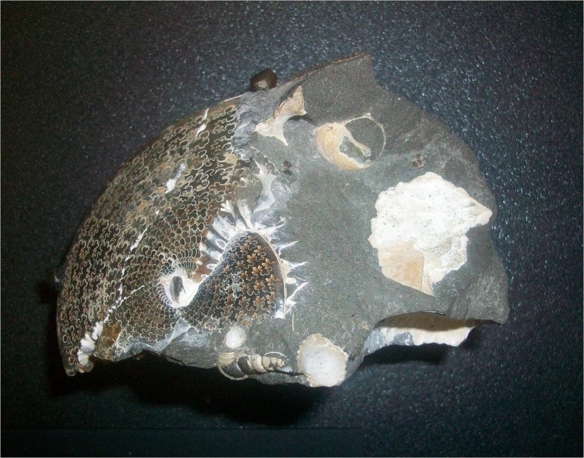 Sphenodiscus | Fossil Wiki | Fandom
