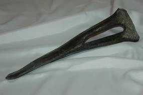 Chevron (anatomy) | Fossil Wiki | Fandom