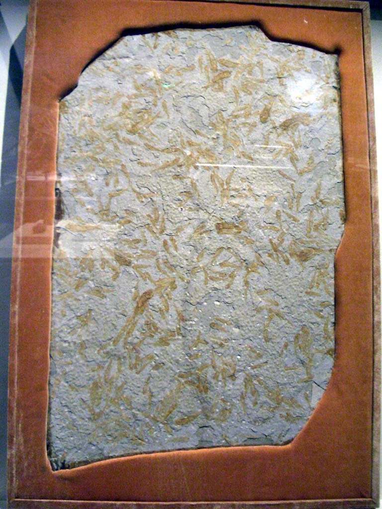 Lycoptera | Fossil Wiki | Fandom