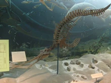Evolution of cetaceans | Fossil Wiki | Fandom