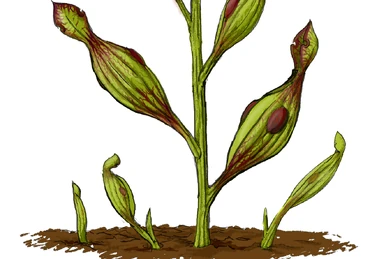 First Land Plants On Earth
