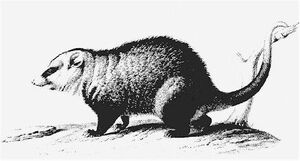 Deltatheridium | Fossil Wiki | Fandom