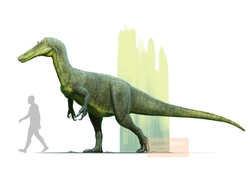 Baryonyx Skeleton