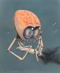 Dollocaris | Fossil Wiki | Fandom