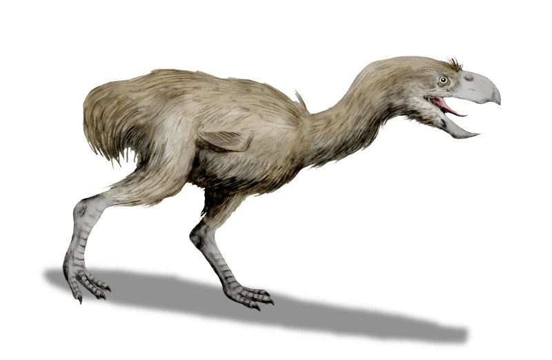 Paraphysornis | Fossil Wiki | Fandom