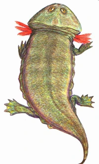 Plagiosaurus | Fossil Wiki | Fandom