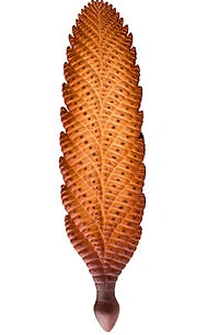 Charnia | Fossil Wiki | Fandom