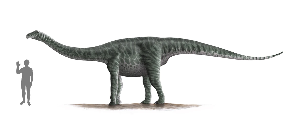 Rinconsaurus | Fossil Wiki | Fandom