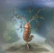 Herpetogaster | Fossil Wiki | Fandom