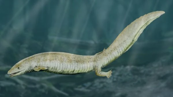 Eogyrinus | Fossil Wiki | Fandom