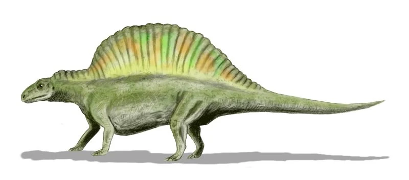 Ctenosauriscus | Fossil Wiki | Fandom
