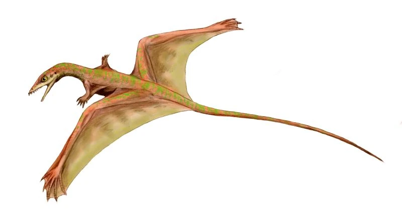 Sharovipteryx Fossil Wiki Fandom