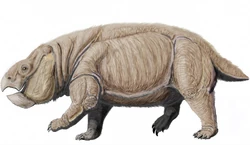 Dicynodontia | Fossil Wiki | Fandom