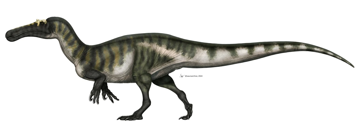 Suchomimus | Fossil Wiki | Fandom