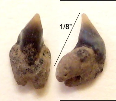 Rhincodon typus | Fossil Wiki | Fandom