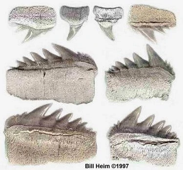 Notorynchus | Fossil Wiki | Fandom