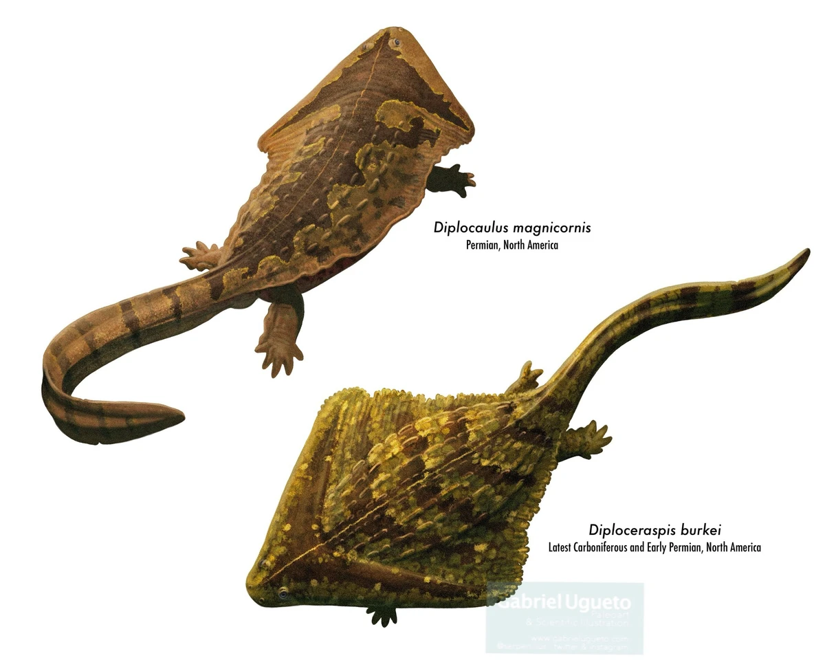 Diplocaulus | Fossil Wiki | Fandom