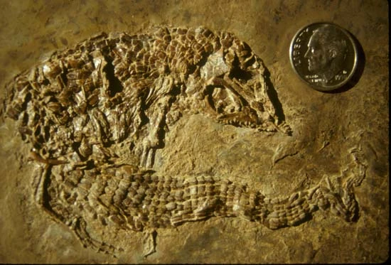 Lizard | Fossil Wiki | Fandom