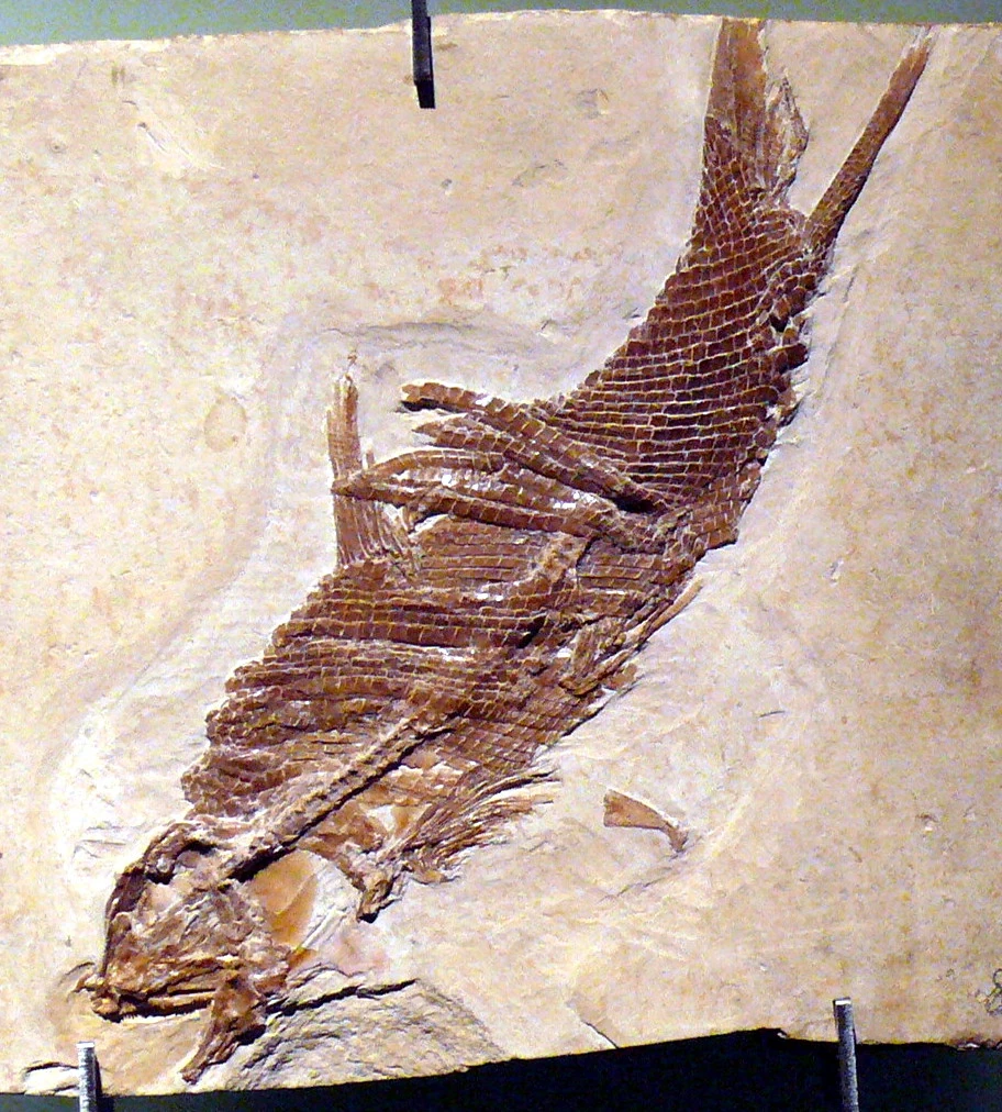 Ophiopsis | Fossil Wiki | Fandom