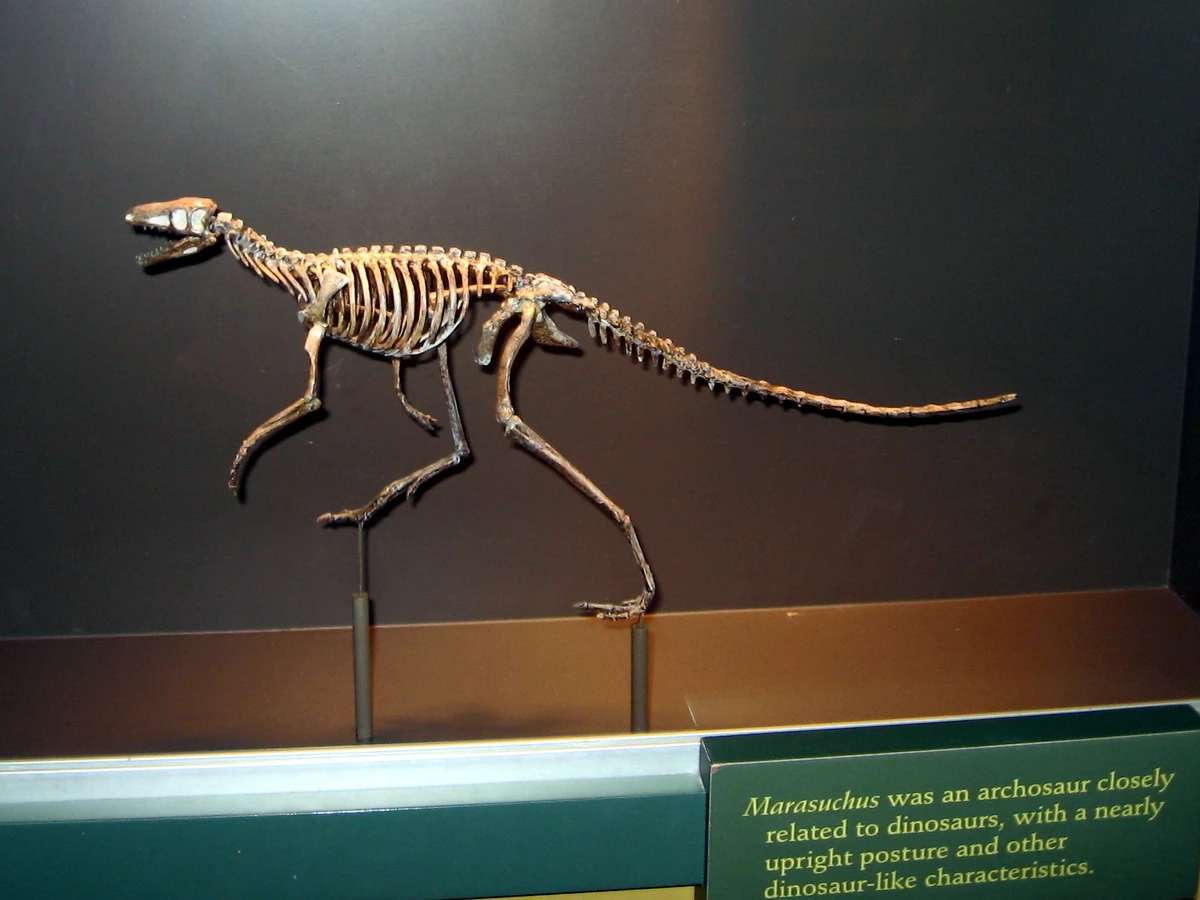 Marasuchus | Fossil Wiki | Fandom