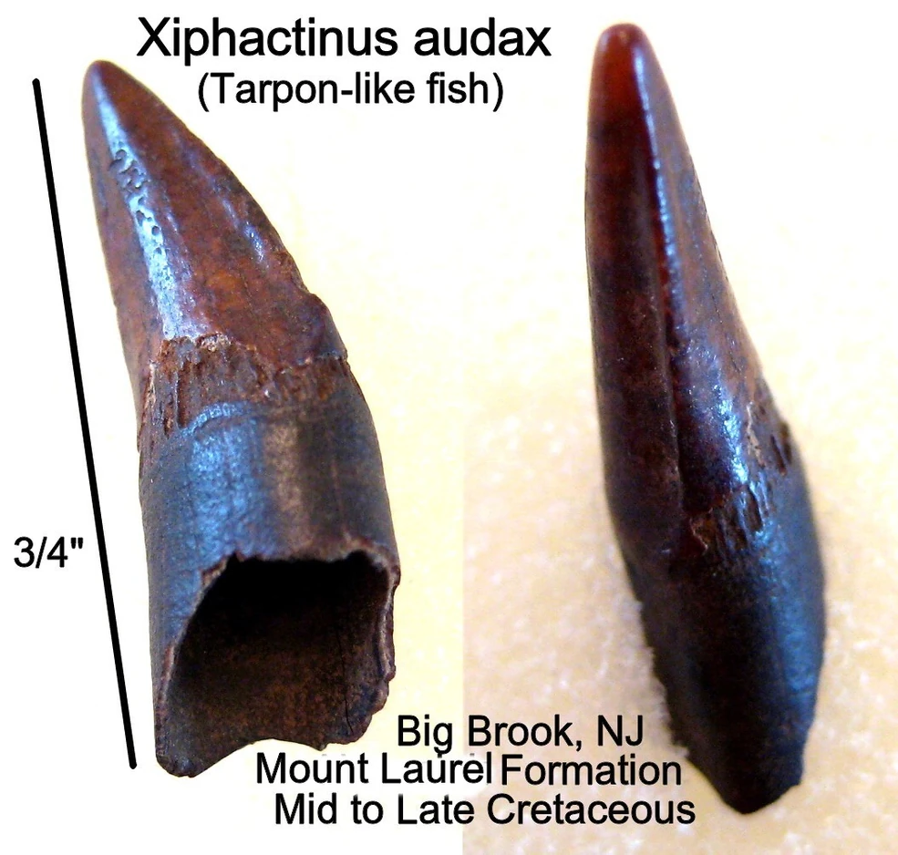 Xiphactinus Audax Wikipdia Vitor Silva Xiphactinus