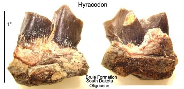 Hyracodon | Fossil Wiki | Fandom